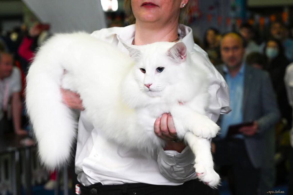 Wild Forests Nordri3