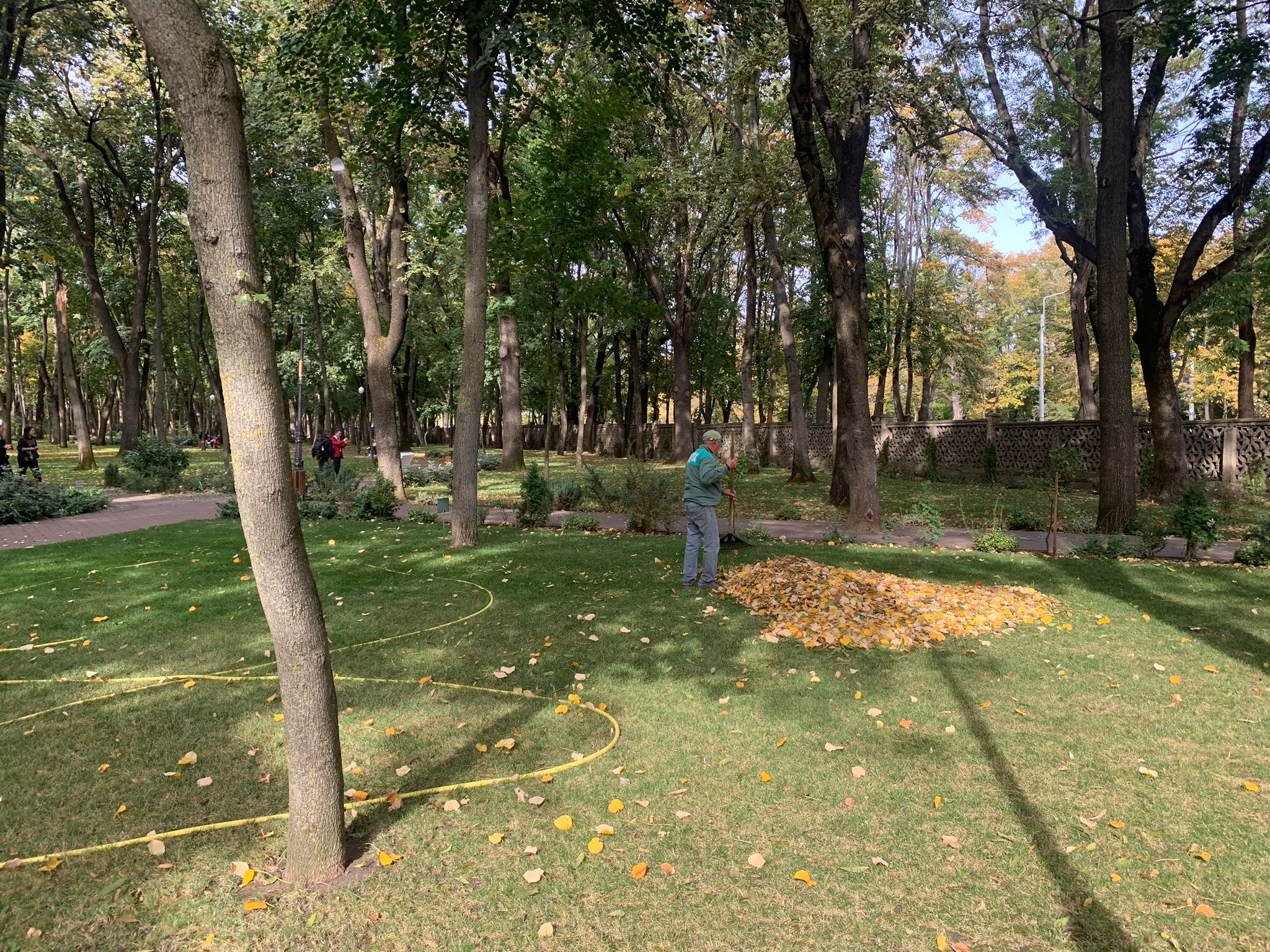 Ne obişnuim cu ciorile din Parcul Copou? Un biolog ieşean explică de ce ...